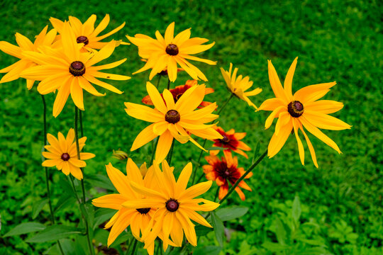 Sword-Grass Images – Browse 68 Stock Photos, Vectors, and Video | Adobe ...