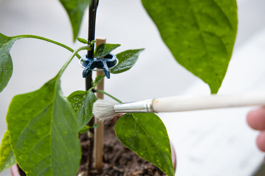 Ipm Bilder – Durchsuchen 238 Archivfotos, Vektorgrafiken und Videos | Adobe Stock