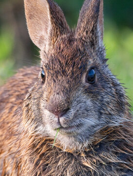 "Marsh Rabbit" Images – Browse 185 Stock Photos, Vectors, and Video ...