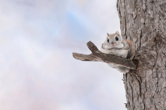 รูปภาพPteromyini – เลือกดูภาพถ่ายสต็อก เวกเตอร์ และวิดีโอ4,128 | Adobe ...