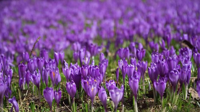 Crocus Video Footage – Browse 5,836 HD Stock Video and Footage | Adobe ...