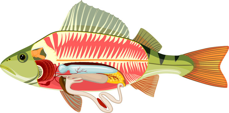 Fish Internal Organs