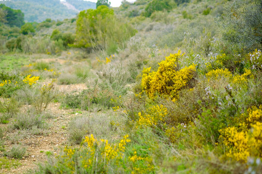 Aulaga Bilder – Durchsuchen 22 Archivfotos, Vektorgrafiken und Videos ...