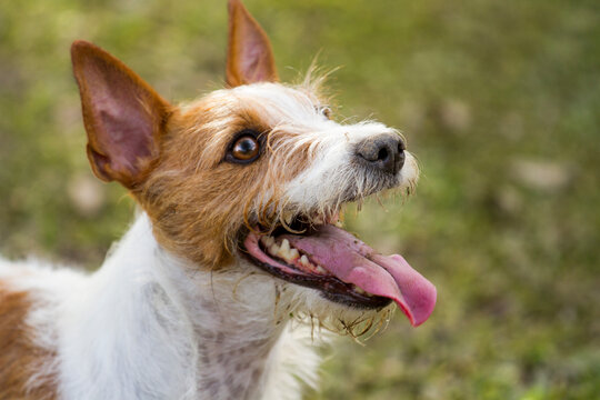 Dogtooth Images – Browse 1,821,084 Stock Photos, Vectors, and Video ...