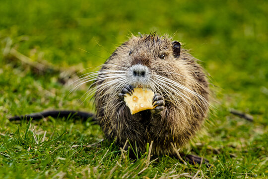 Nutria Bilder – Durchsuchen 14,072 Archivfotos, Vektorgrafiken und ...