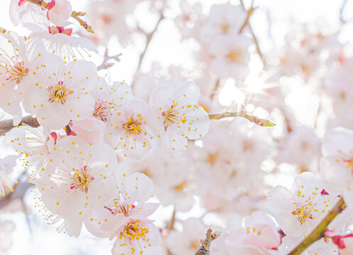 「Blossem」の写真素材 | 227件の無料イラスト画像 | Adobe Stock