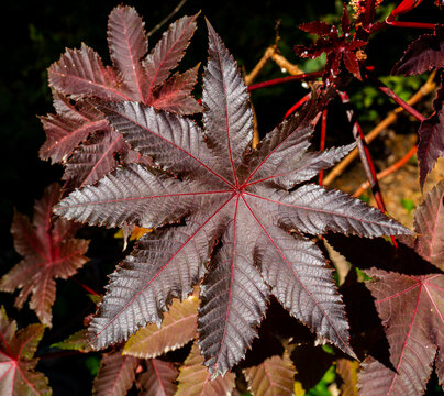 Rizinusstrauch Bilder – Durchsuchen 794 Archivfotos, Vektorgrafiken und ...