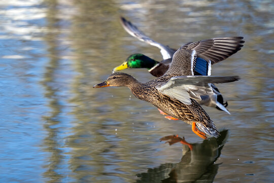 "The Fauna" Billeder – Gennemse 676 stockfotos, vektorer og videoer ...