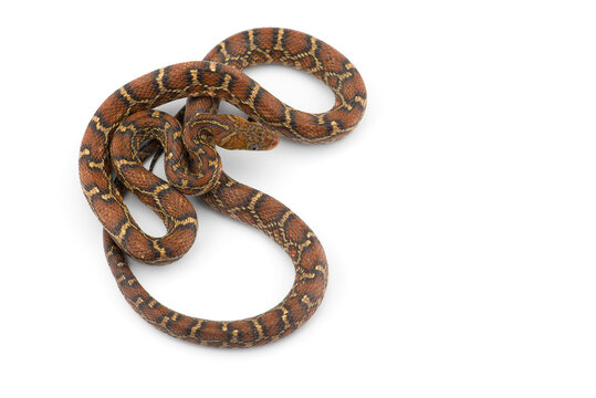 "Red Rat Snake" Images – Browse 3,586 Stock Photos, Vectors, and Video ...