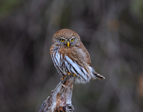 Pygmy-Owl Images – Browse 929 Stock Photos, Vectors, and Video | Adobe ...