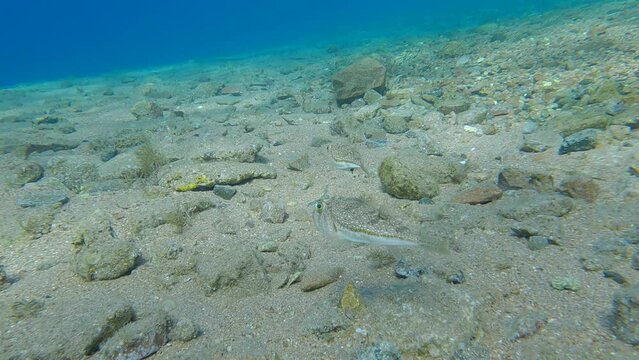 Puffer-Fish Images – Browse 77 Stock Photos, Vectors, and Video | Adobe ...