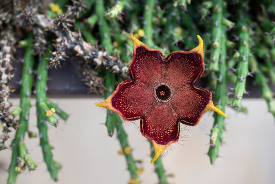 "Stapelia Grandiflora" Images – Browse 113 Stock Photos, Vectors, and ...