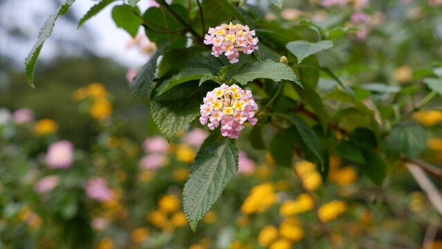 Tickberry Images – Browse 393 Stock Photos, Vectors, and Video | Adobe ...