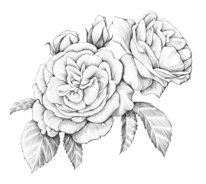 "Rose Isolated" Bilder – Durchsuchen 994 Archivfotos, Vektorgrafiken ...