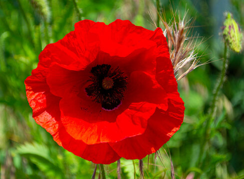"Poppy Straw" Bilder – Durchsuchen 1,230 Archivfotos, Vektorgrafiken ...