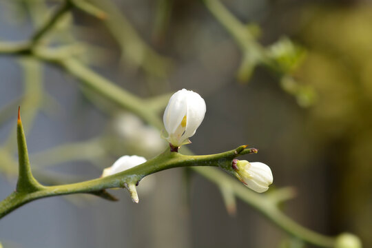Trifoliate Images – Browse 1,316 Stock Photos, Vectors, and Video ...