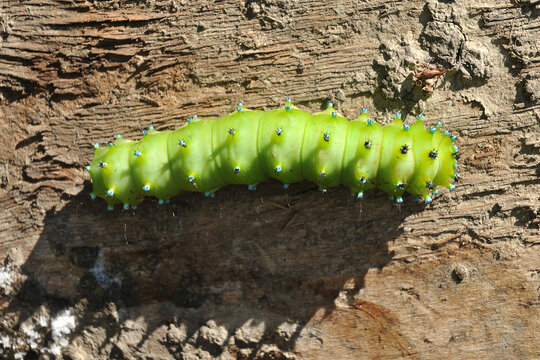 Palmerworm Bilder – Durchsuchen 31 Archivfotos, Vektorgrafiken und ...