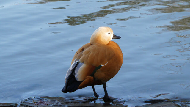 Ogar Images – Parcourir 407 le catalogue de photos, vecteurs et vidéos ...