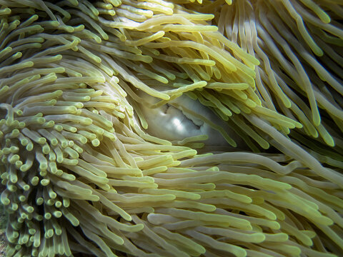 รูปภาพCnidoblast – เลือกดูภาพถ่ายสต็อก เวกเตอร์ และวิดีโอ1,182 | Adobe ...