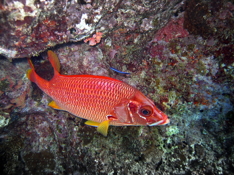 "Squirrel Fish" Images – Browse 367 Stock Photos, Vectors, and Video ...