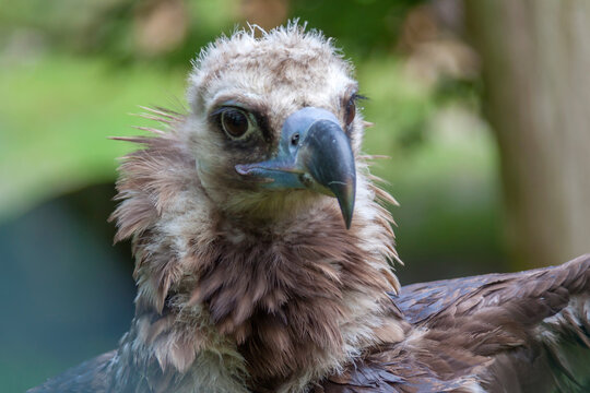 「Kutte」の画像 - 2,515 件の Stock 写真、ベクターおよびビデオ | Adobe Stock