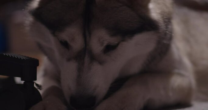 Husky Gif Tumblr