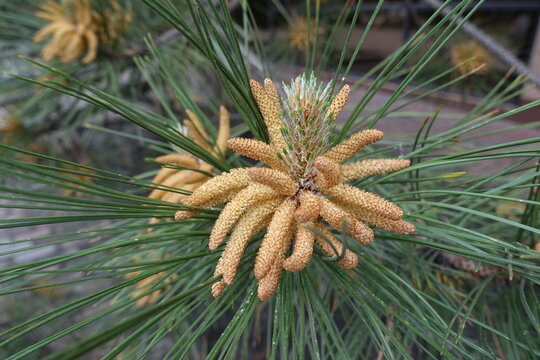 รูปภาพMicrostrobilus – เลือกดูภาพถ่ายสต็อก เวกเตอร์ และวิดีโอ208 ...