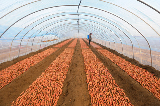 Imagens de Fungicida – Explore Fotografias do Stock, Vetores e Vídeos ...