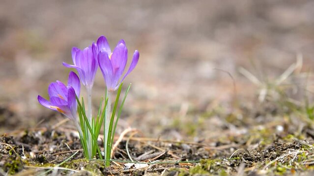 Crocus Video Footage – Browse 5,836 HD Stock Video and Footage | Adobe ...