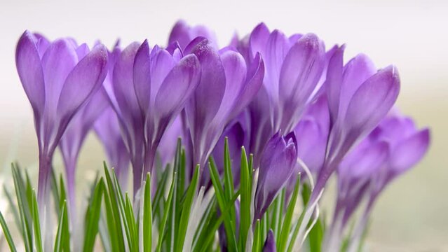 Crocus Video Footage – Browse 5,836 HD Stock Video and Footage | Adobe ...