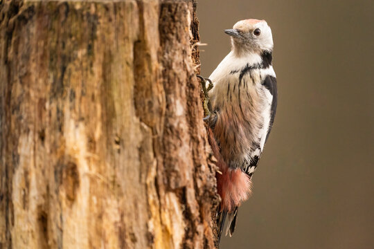 Rostrum Images – Browse 2,735,169 Stock Photos, Vectors, and Video ...