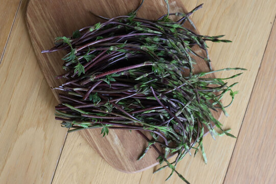 รูปภาพBruscandoli – เลือกดูภาพถ่ายสต็อก เวกเตอร์ และวิดีโอ90 | Adobe Stock