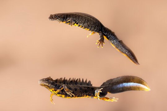 "Triturus Cristatus" Images – Browse 659 Stock Photos, Vectors, and ...