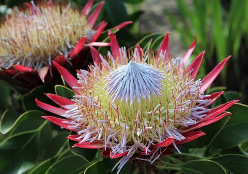 "African Flora" Images – Browse 171 Stock Photos, Vectors, and Video ...