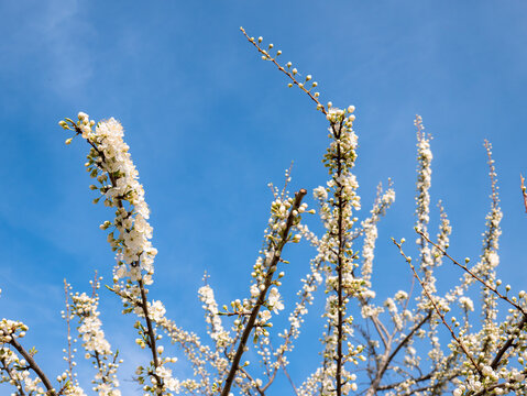 Stipel Bilder – Durchsuchen 1,069 Archivfotos, Vektorgrafiken und ...