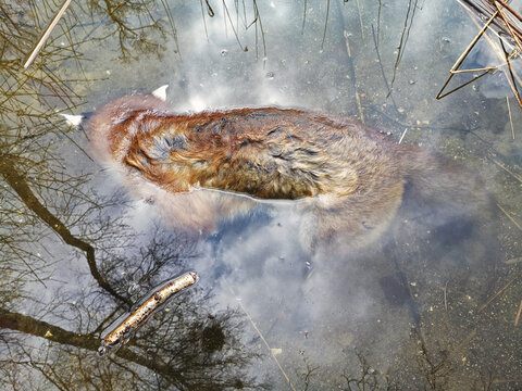 「Ertrunkener」の写真素材 | 12件の無料イラスト画像 | Adobe Stock