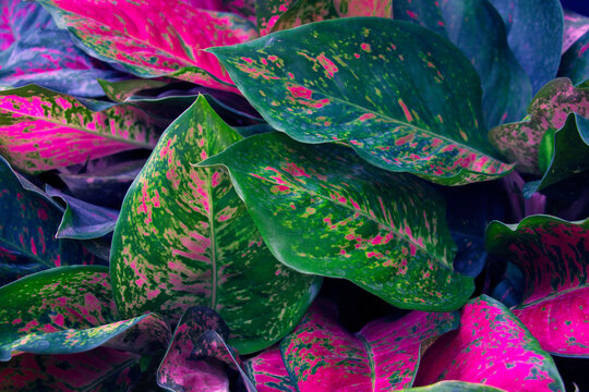 "Dark Green Background" Images – Browse 3,836 Stock Photos, Vectors ...