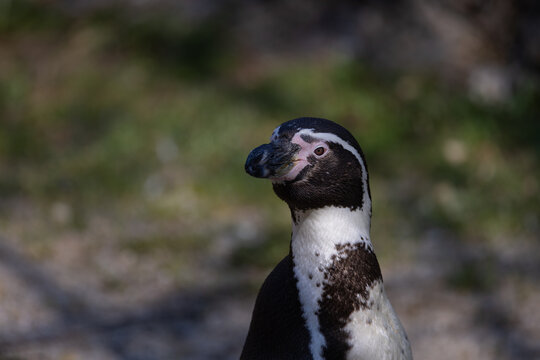 Waddle 이미지 – 찾아보기 7,449 스톡 사진, 벡터 및 비디오 | Adobe Stock