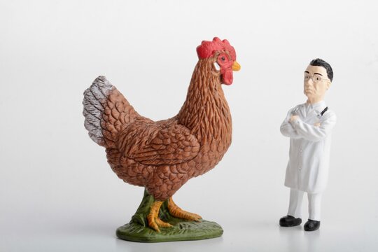 Riesenhuhn Bilder – Durchsuchen 1,516 Archivfotos, Vektorgrafiken und ...