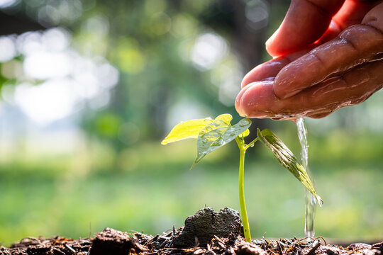 Nurturing Images – Browse 545,013 Stock Photos, Vectors, and Video ...
