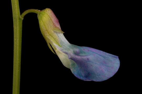 Papilionaceous Bilder – Durchsuchen 75 Archivfotos, Vektorgrafiken und ...
