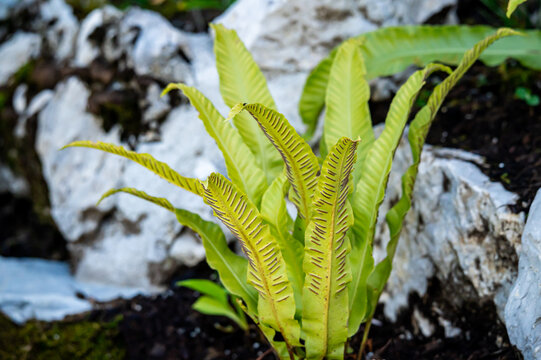 Pteridopsida bilder – Bläddra bland 1,568 stockfoton, vektorer och ...