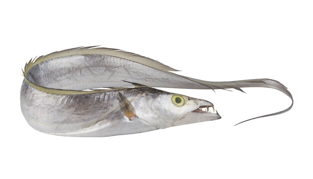 Cutlassfish Bilder – Durchsuchen 1,044 Archivfotos, Vektorgrafiken und ...