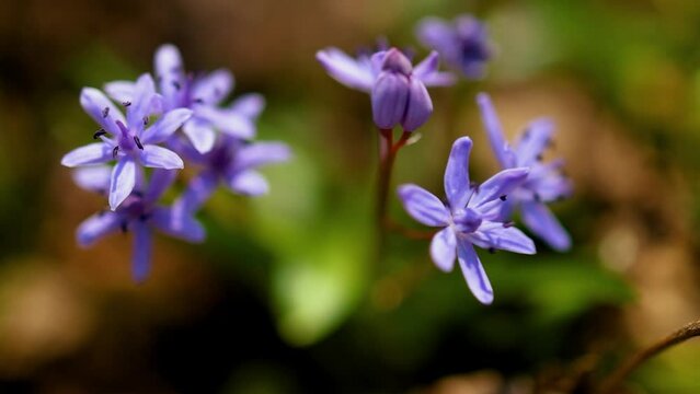 "Alpine Squill" Images – Browse 2,484 Stock Photos, Vectors, and Video ...