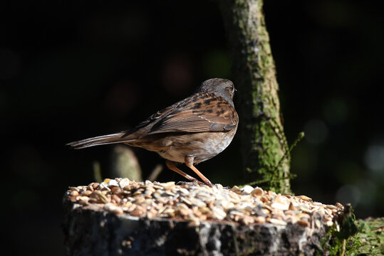 Spatz Images – Parcourir 14,341 le catalogue de photos, vecteurs et ...
