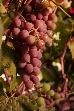 รูปภาพRoxa – เลือกดูภาพถ่ายสต็อก เวกเตอร์ และวิดีโอ919 | Adobe Stock