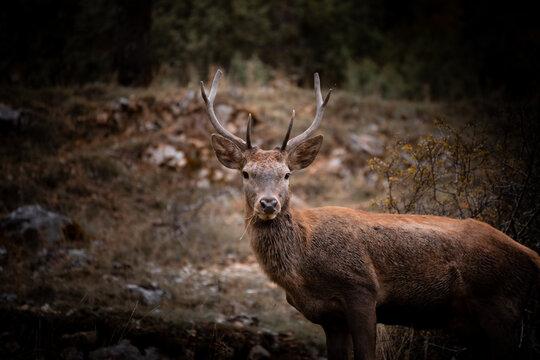 「Fusone」の写真素材 | 8件の無料イラスト画像 | Adobe Stock