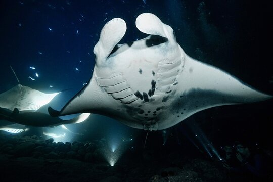 รูปภาพMantaray – เลือกดูภาพถ่ายสต็อก เวกเตอร์ และวิดีโอ835 | Adobe Stock