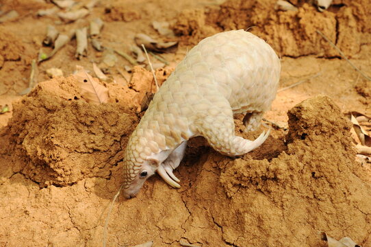 Manidae bilder – Bläddra bland 48 stockfoton, vektorer och videor ...