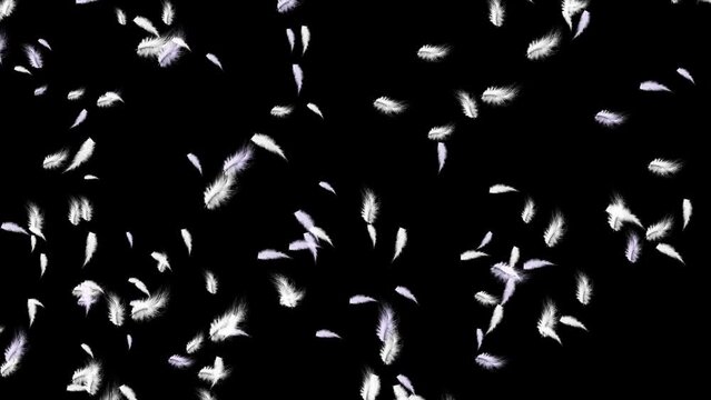 Falling Feathers Animation